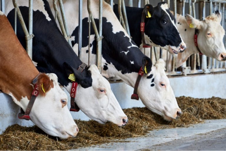 Meet Our Supporters - Pathways to Dairy Net Zero