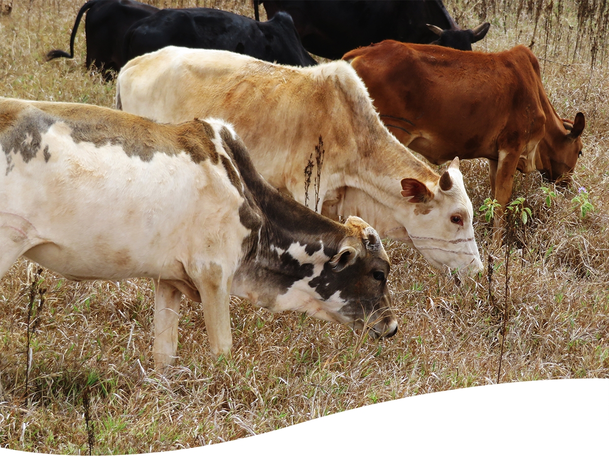 Pathways to Progress: Pathways to Dairy Net Zero | July 2023 Pathways to Progress: Pathways to Dairy Net Zero | July 2023